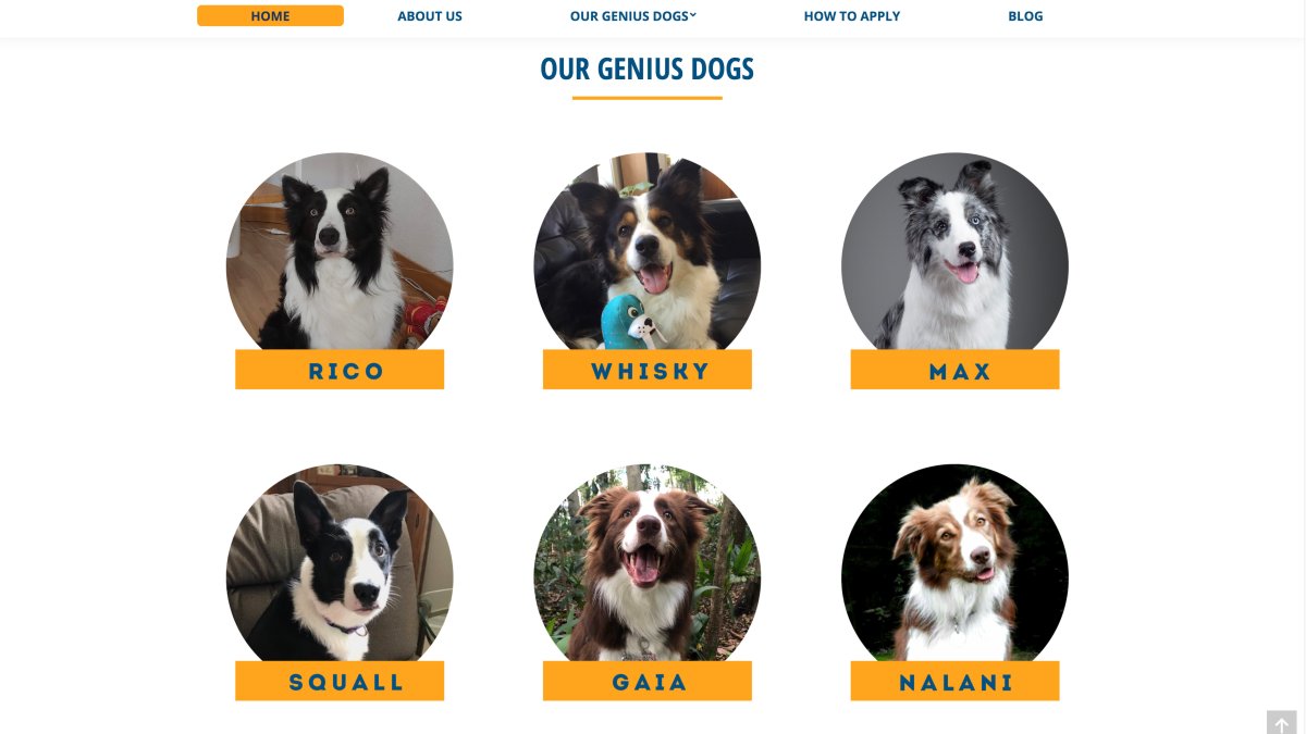 El experimento viral para hallar al perro más genio del mundo ...