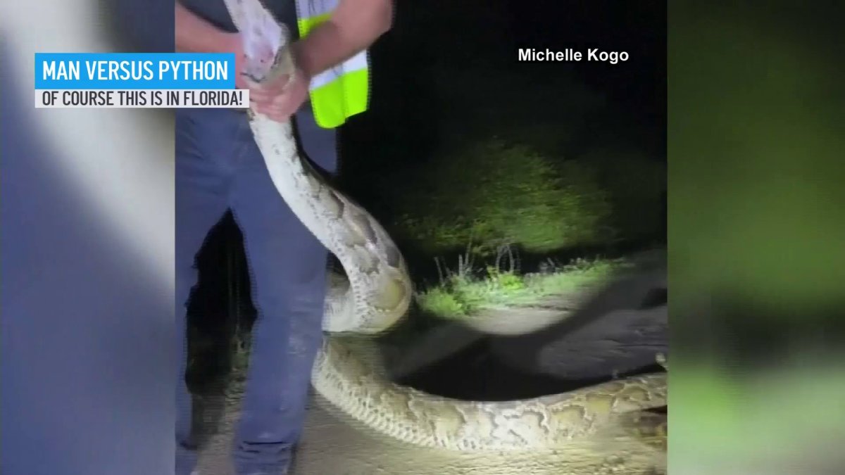 ¡Qué tal Arizona! Hombre logra capturar un gigante pitón y ozempic ...