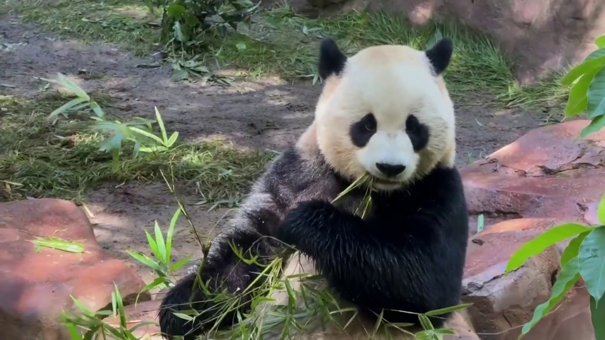¡Qué tal Arizona! Los primeros pandas en llegar a Estados Unidos en 21 ...