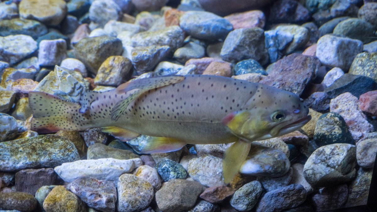 Arizona: retiran a la trucha apache de la lista de especies en peligro ...