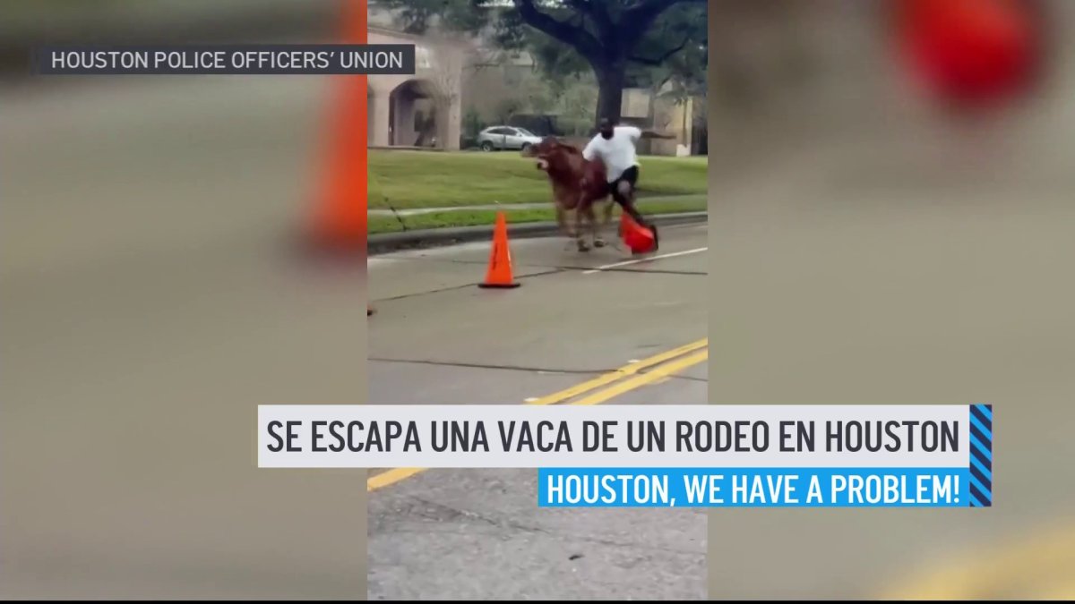 ¡Qué Tal Arizona! Se escapa una vaca de un rodeo en Houston – Telemundo ...